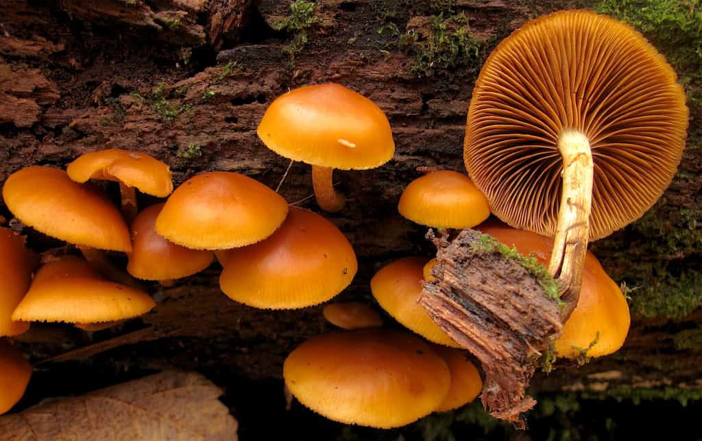 like falling off a log